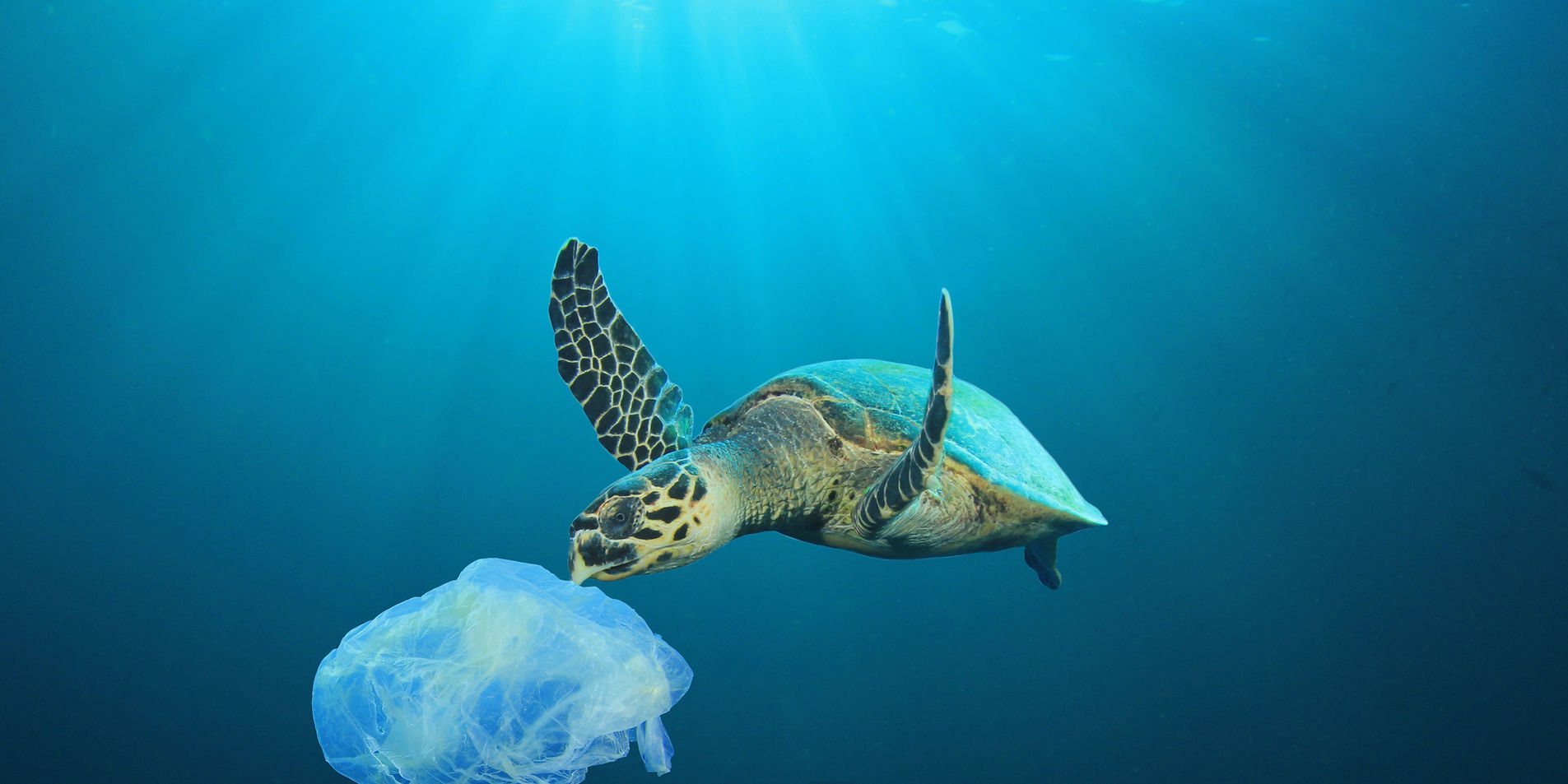 Al Safa Plastic Recycling Factory – Al Safa Plastic Factory